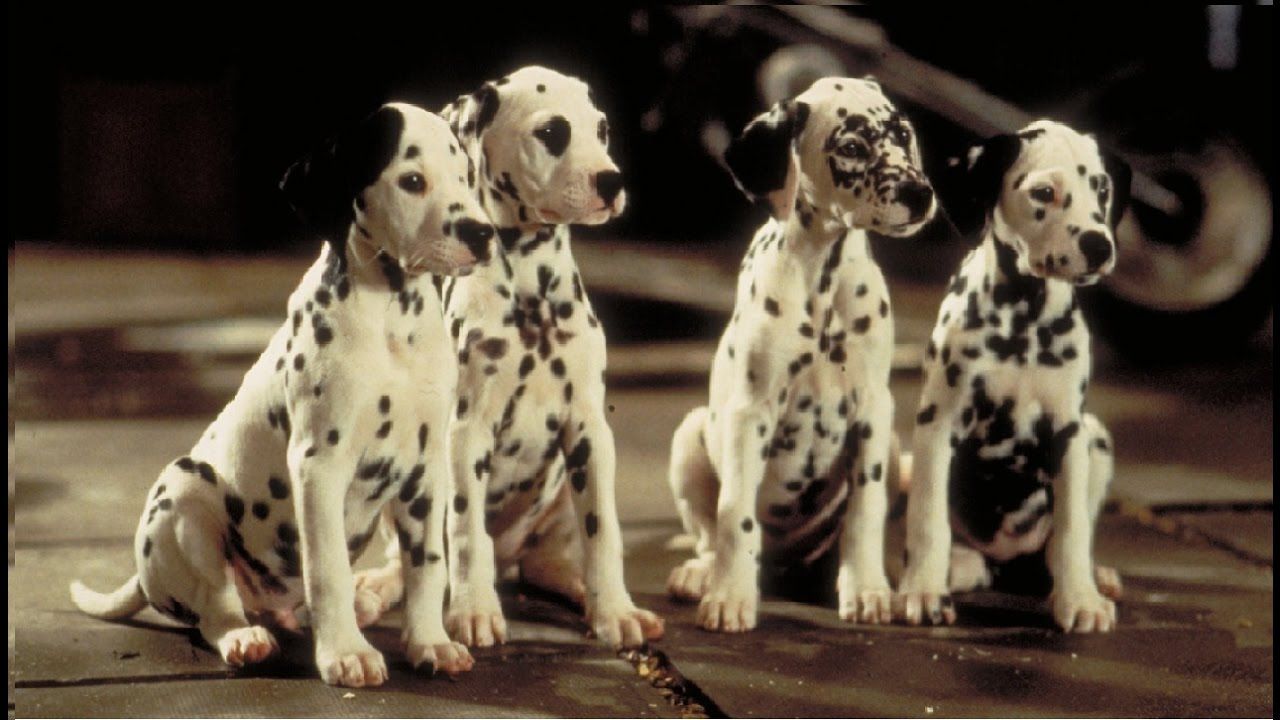 7 Pet-Friendly Movies to Watch with Your Furry Friends
