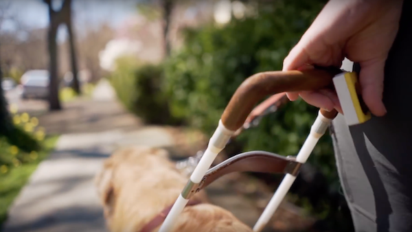 Disney Plus Pick of the Litter Review: A Sincere, Insightful Look at a ...