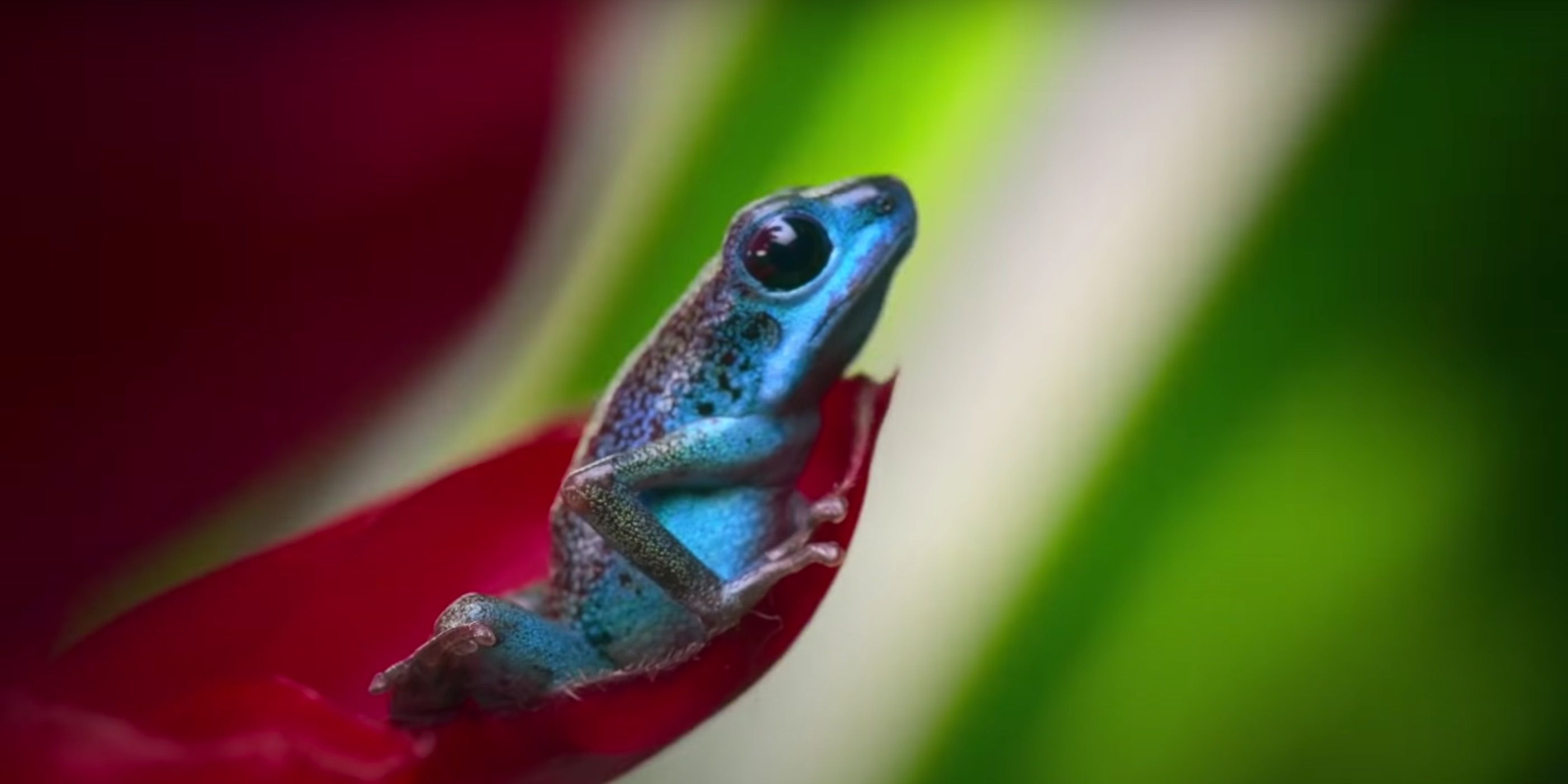 Netflix's Life in Color Trailer Reveals David Attenborough Nature Doc