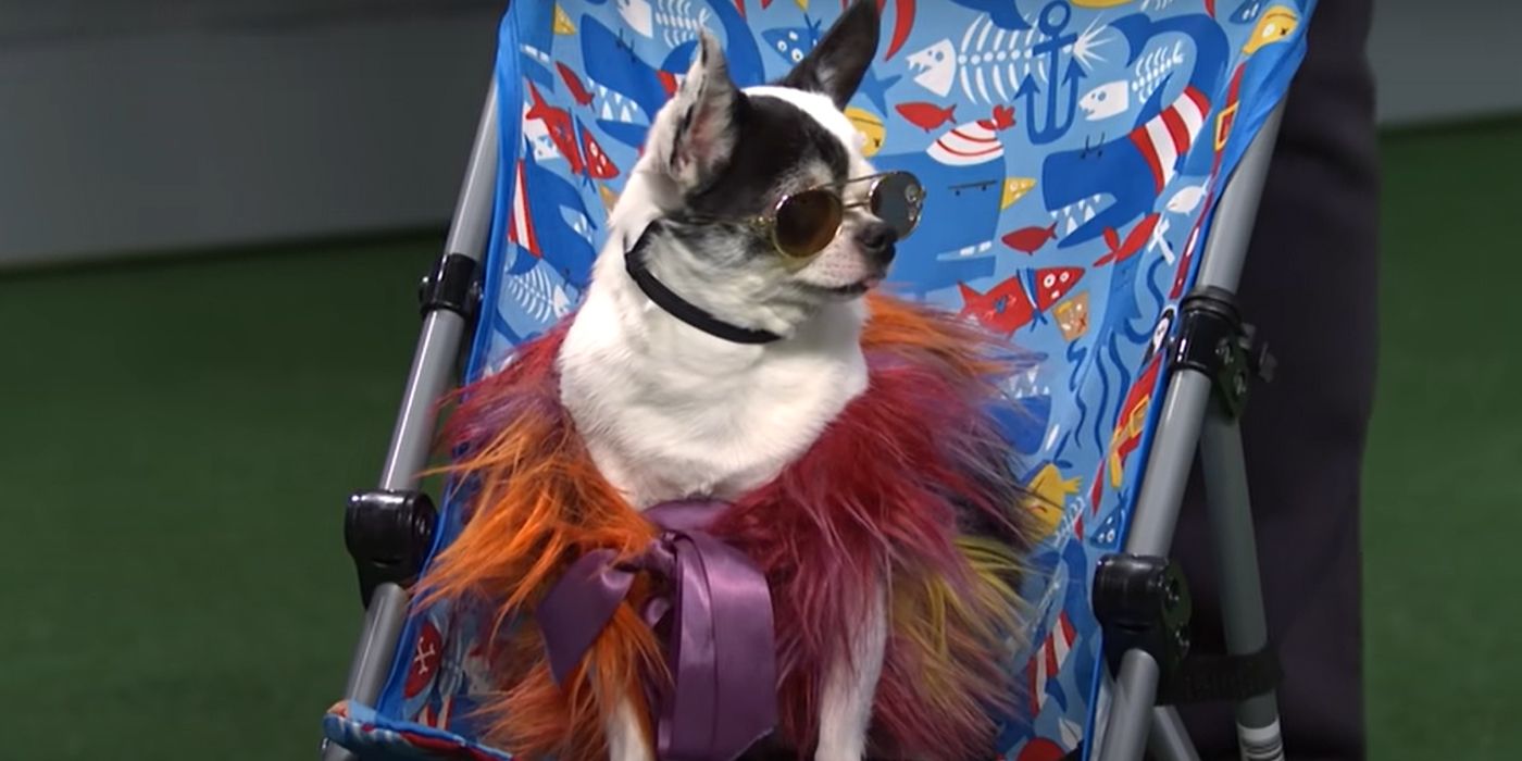 SNL: Willem Dafoe Hosts the "Badminister Dog Show" from the Cujo Arena