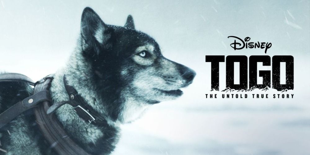 10 Movies That'll Make You Closer to Your Dogs