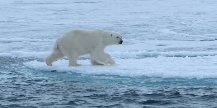 Polar Bear Trailer Reveals Disneynature's Newest Arctic Documentary