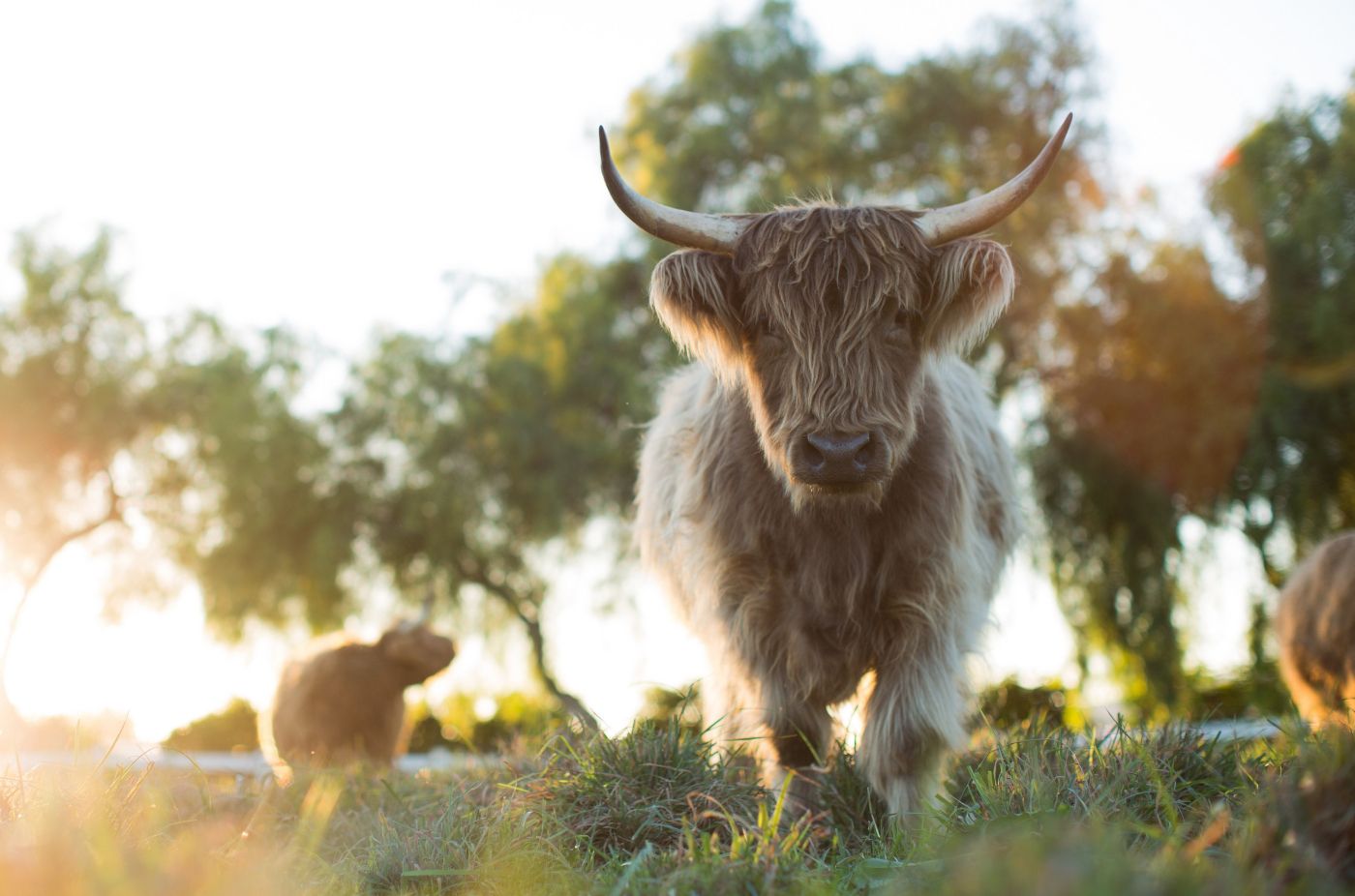 Biggest Little Farm: The Return: John and Molly Chester on What They've ...