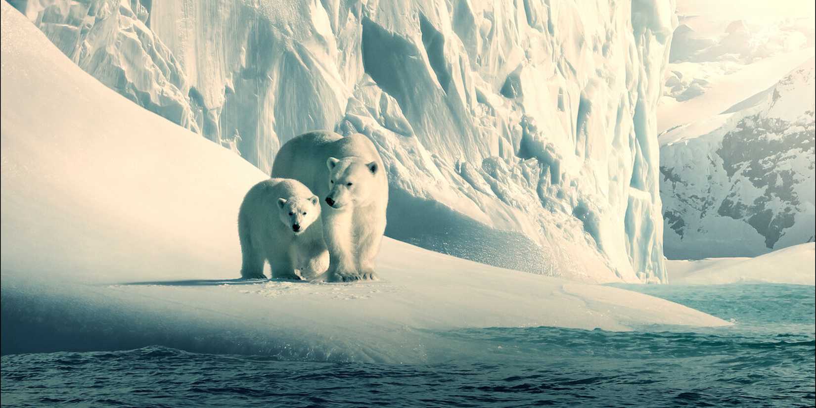 The 10 Best Netflix Original Nature Documentaries, Ranked