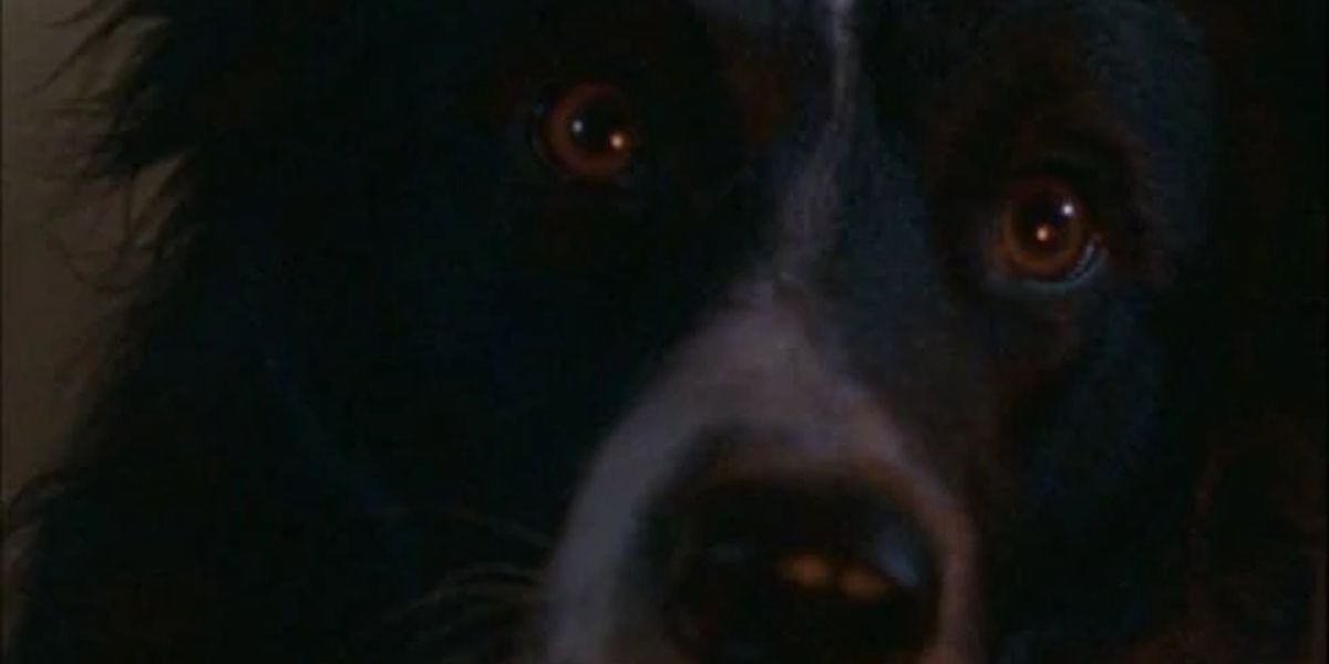 Horror's Most Loyal Animal Sidekicks: From Jones to D'Artagnan