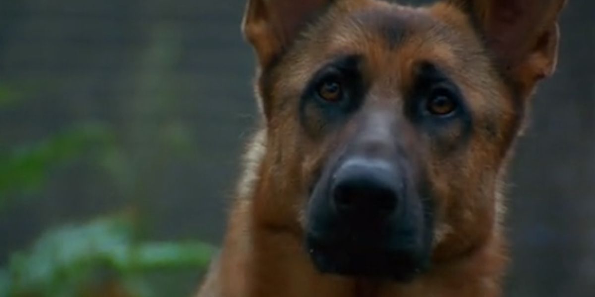 Horror's Most Loyal Animal Sidekicks: From Jones to D'Artagnan