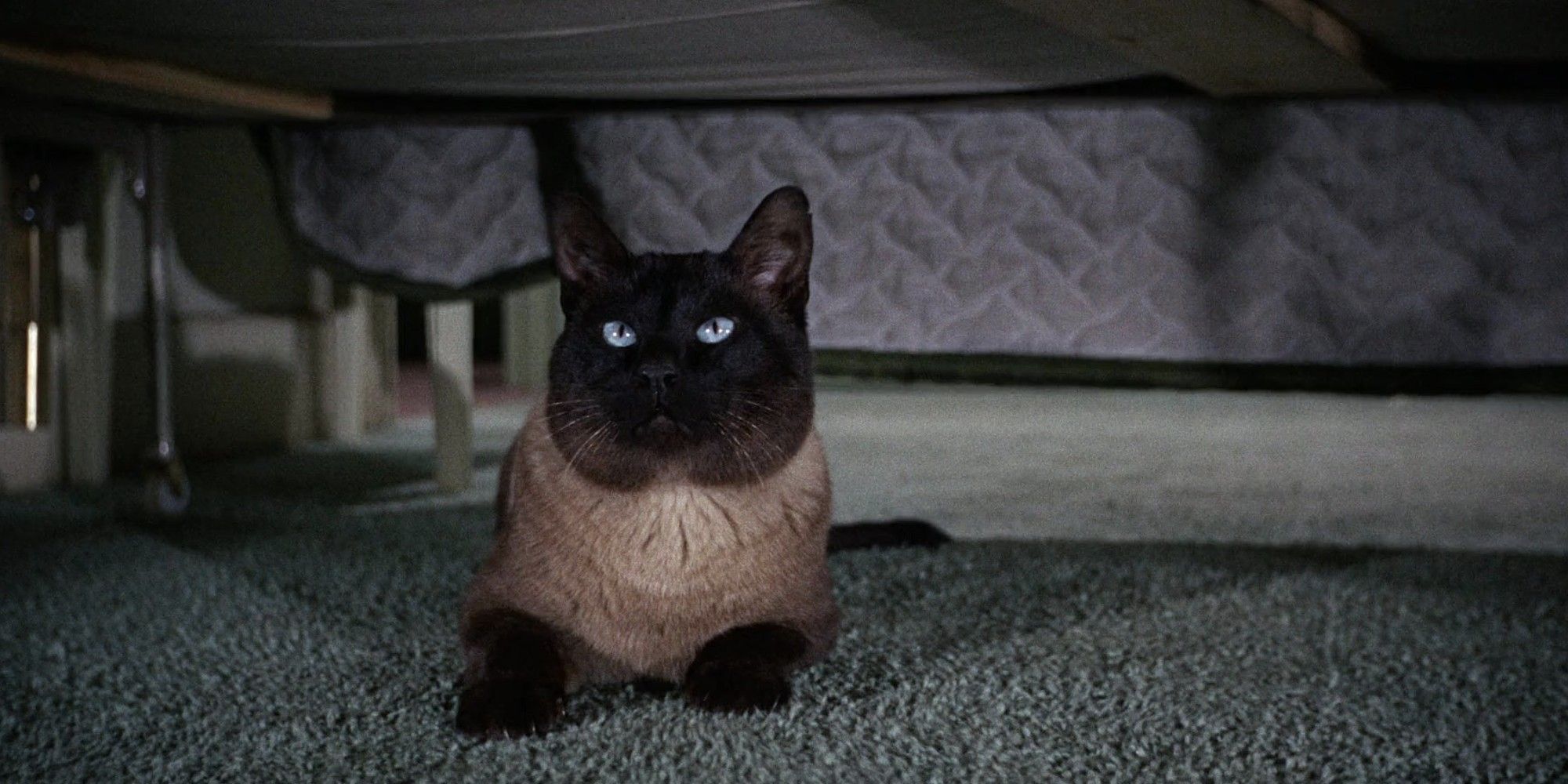 10 of the Most Iconic Cats in Film History, Ranked
