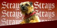 Strays Featurette Shows Off Will Ferrell And The All Star Voice Cast Strays Featurette Shows Off Will Ferrell And The All Star Voice Cast