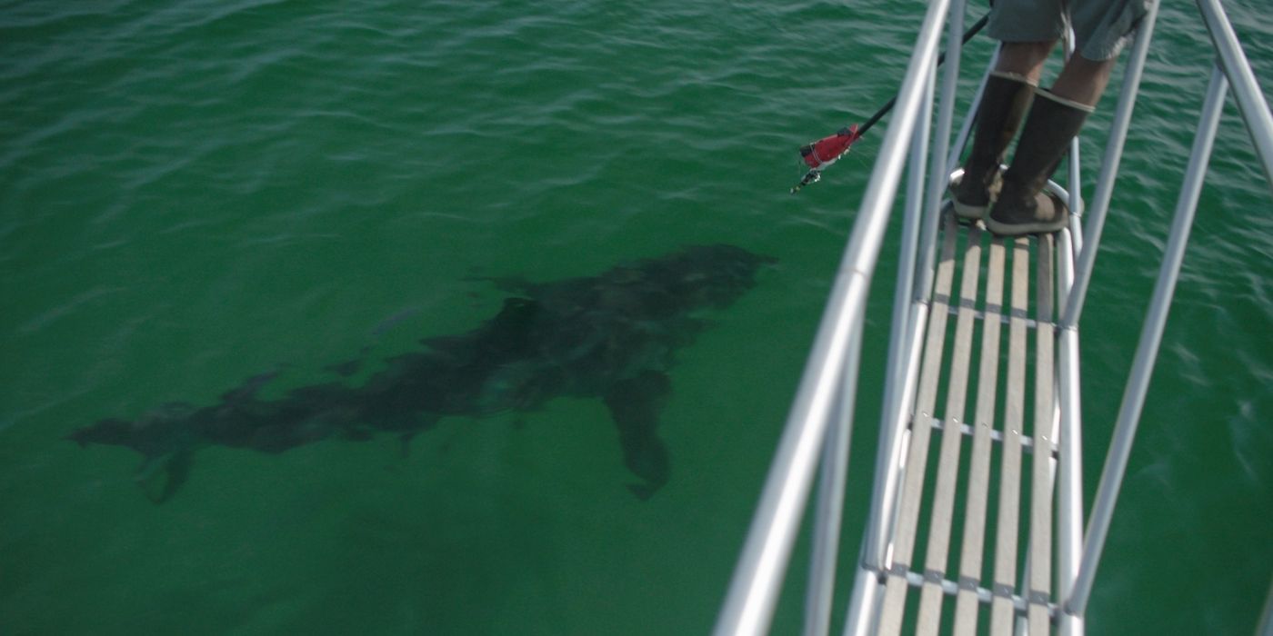 'After the Bite' Review: HBO Documentary Dives Into Shark Tale