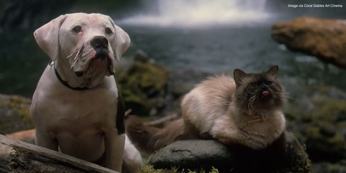 10 Best Talking Animals in Live-Action Movies, Ranked