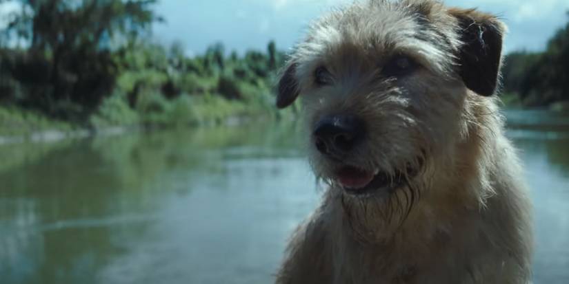 ‘Arthur the King’ — What You Need To Know About Mark Wahlberg’s New Movie