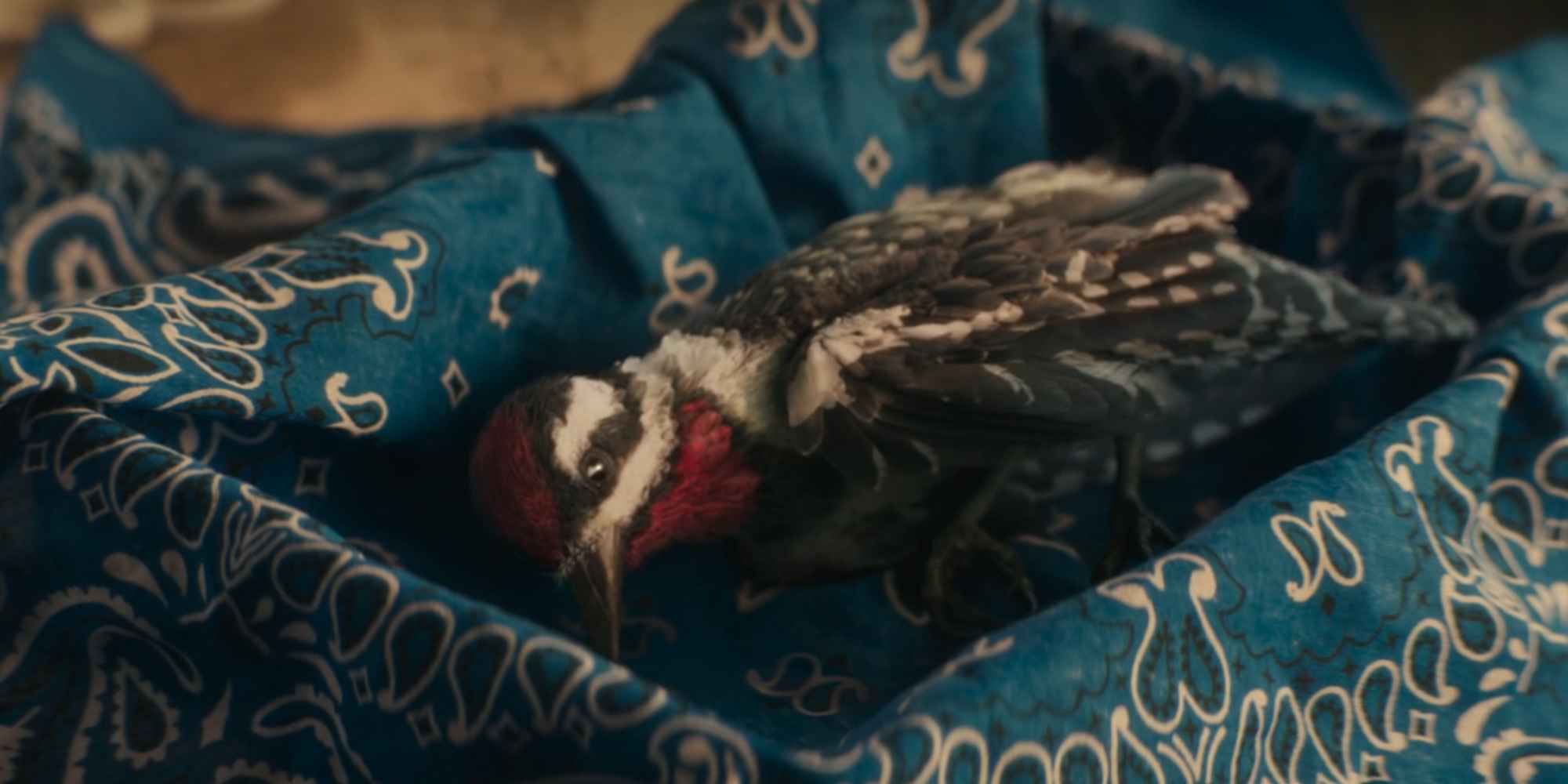 Here Are All the Biggest 'Echo' Easter Eggs