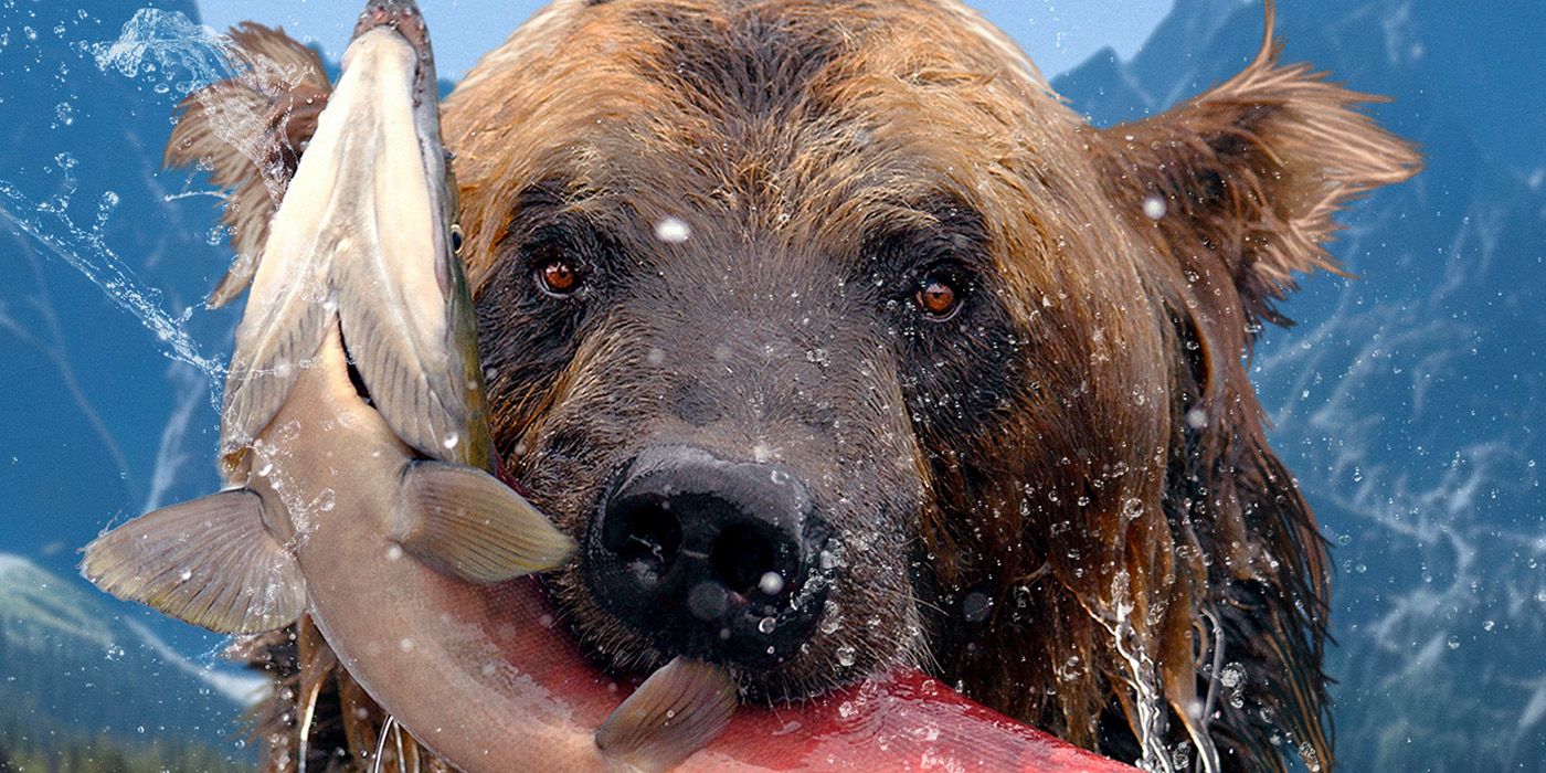 Rhys Darby Hosts a New Wildlife Series in Peacock’s ‘The Hungry Games ...