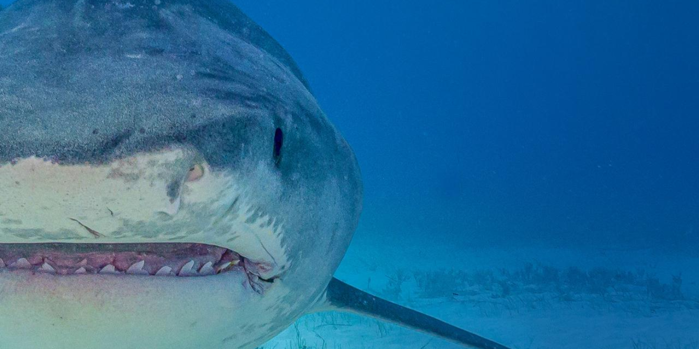 The Best New Shark Week Documentaries on Hulu