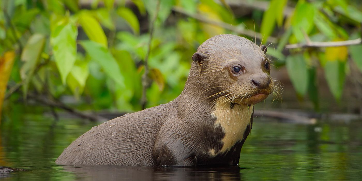 You Otter Check Out This New Sneak Peek From NBC's New Nature ...