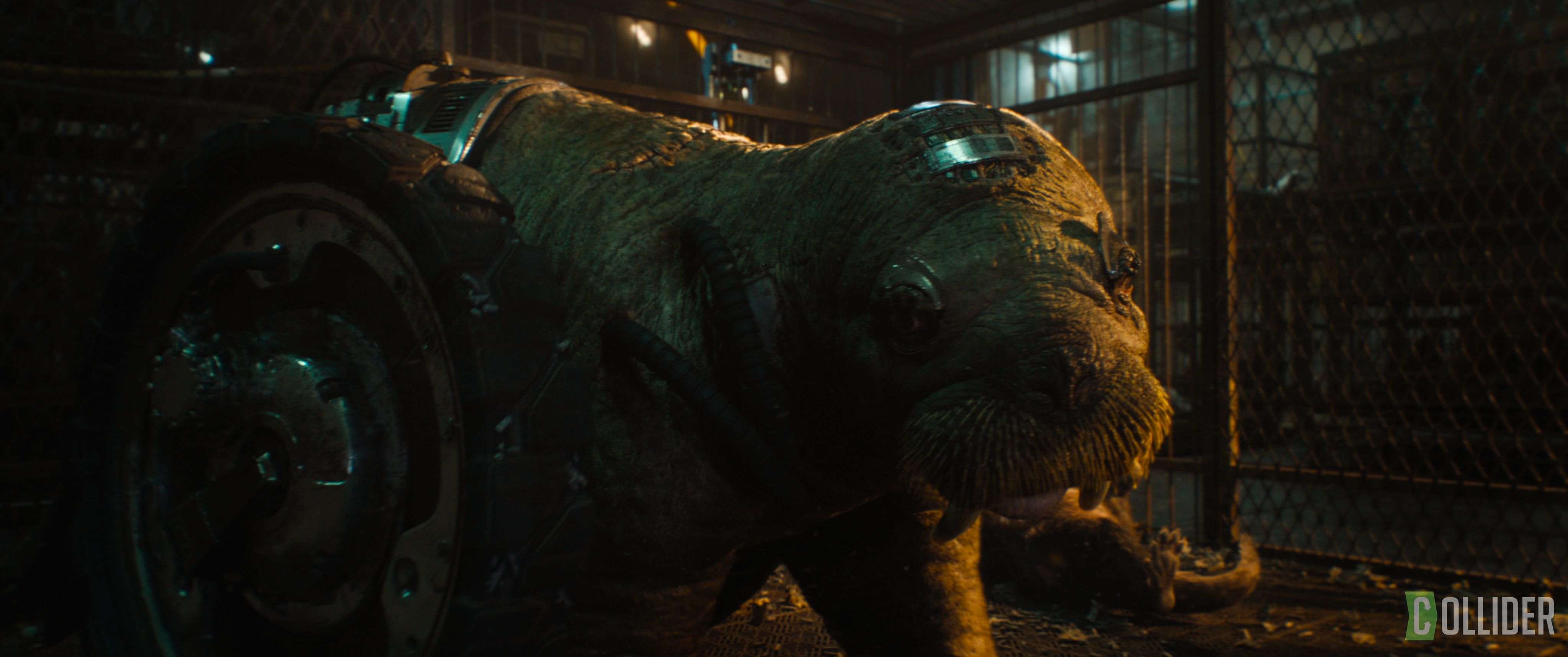 New 'Guardians of the Galaxy 3' Clip, James Gunn Explains Rocket's ...